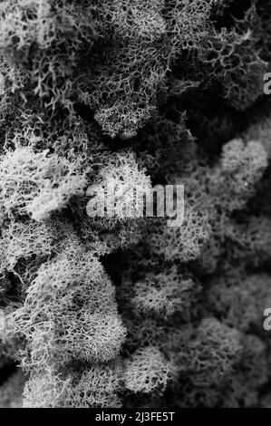 Lumpy bumpy moss growing on the ground in black and white Stock Photo ...