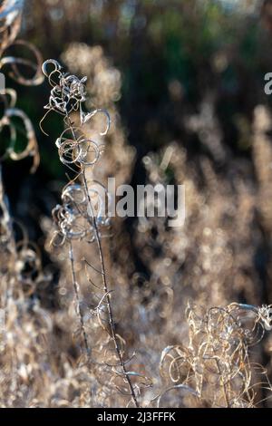 Dry grass-panicles of the Pampas against orange sky with a setting sun ...