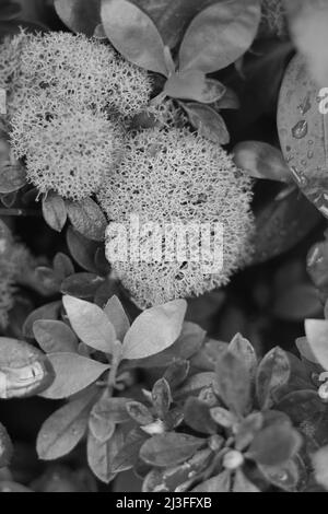 Lumpy bumpy moss growing on the ground in black and white Stock Photo ...