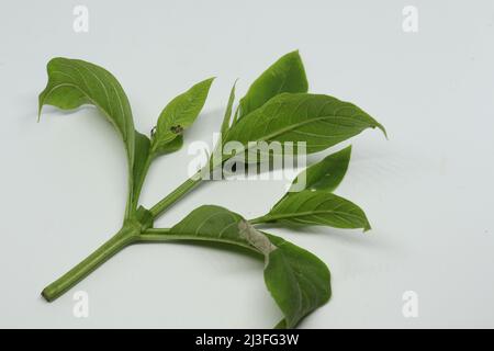 Wild jasmine tree fresh spruce leaf. with white background Stock Photo ...