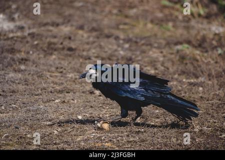 Black rook eating peace of bread Stock Photo - Alamy
