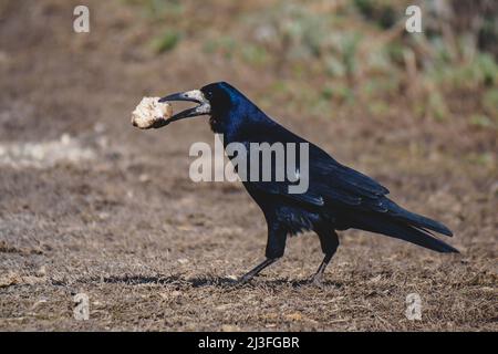 Black rook eating peace of bread Stock Photo - Alamy