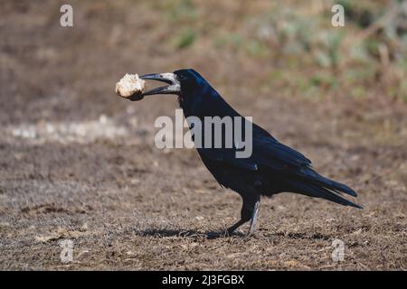 Black rook eating peace of bread Stock Photo - Alamy