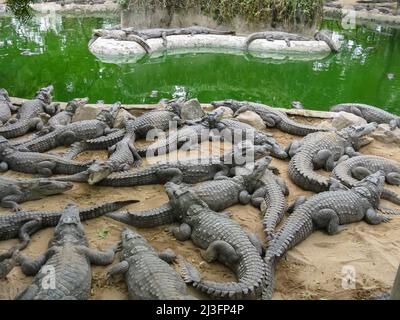 Many crocodiles relaxing on sand and water inside an enclosure Stock ...
