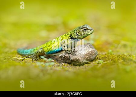 Emerald Swift Caresheet, Sceloporus malachiticus, in the nature habitat ...