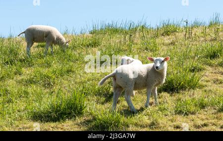 Sheep on the green Dike Stock Photo - Alamy