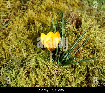 Krokus, Crocus ist eine Zwiebelpflanze die schon im zeitigen Fruehjahr ...
