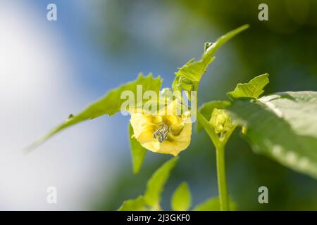 The tomatillo (Physalis philadelphica and Physalis ixocarpa), also ...