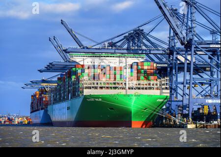 Ever Alp (Evergreen), the Ultra Large Container Carrier at the Port of ...