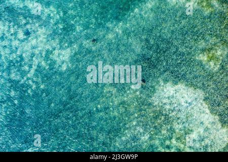 An aerial view of green sea turtles, Chelonia mydas, an endangered ...