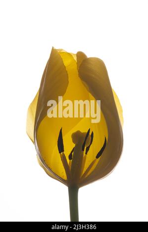 anatomy of tulip Stock Photo - Alamy