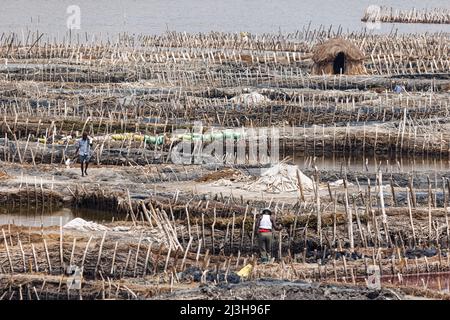 Uganda, Kasese district, Katwe, Katwe crater lake, woman removing the ...