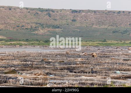 Uganda, Kasese district, Katwe, Katwe crater lake, woman removing the ...
