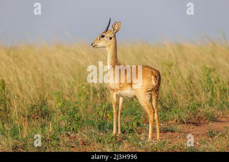 Uganda, Nwoya District, Pakwach, Murchison falls National Park ...