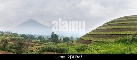 Uganda, Kisoro district, Kisoro, cultivated fields on Sagitwe volcano ...