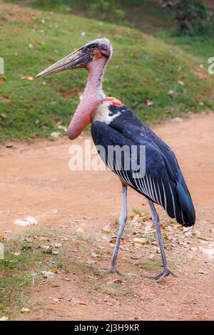 Uganda, Kampala district, Entebbe, Marabou Stork Stock Photo - Alamy