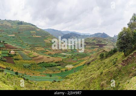 Uganda, Kisoro district, Kisoro, cultivated fields on Sagitwe volcano ...