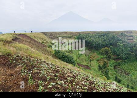 Uganda, Kisoro district, Kisoro, cultivated fields on Sagitwe volcano ...