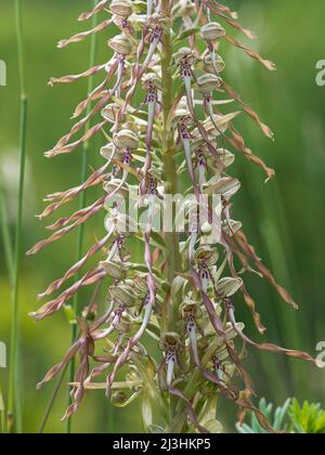 LIZARD ORCHID Himantoglossum hircinum (Orchidaceae Stock Photo - Alamy