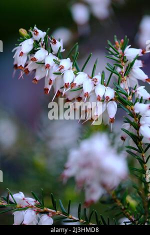 Spring Heath (Erica carnea Stock Photo - Alamy