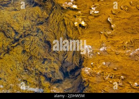 Thermophiles thriving in the hot springs in the Lower Geyser Basin of ...