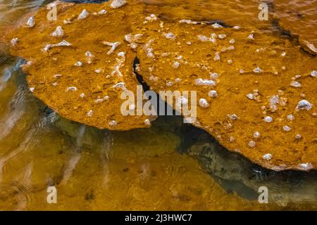 Thermophiles thriving in the hot springs in the Lower Geyser Basin of ...