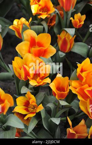 Red and yellow Greigii tulips (Tulipa) Ruud Lubbers bloom in a garden ...