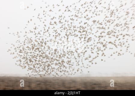 Finches, flock, brambling, winter visitors Stock Photo - Alamy