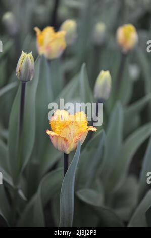 colour, garden, flower, plant, bloom, blossom, flourish, flourishing ...