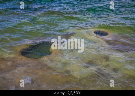 Lakeshore Geyser hot spring along Yellowstone Lake in Yellowstone ...