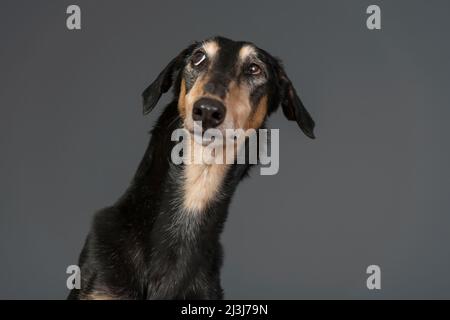 Chart Polski puppy - portrait Stock Photo - Alamy