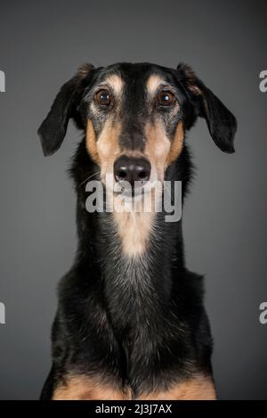 Chart Polski puppy - portrait Stock Photo - Alamy