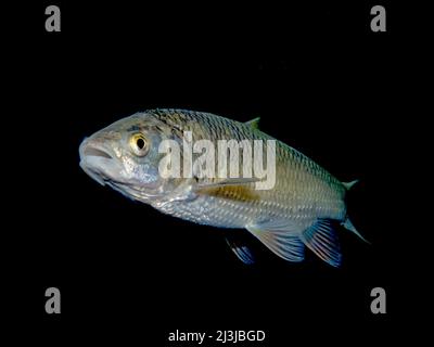 Common chub, Squalius cephalus Stock Photo - Alamy