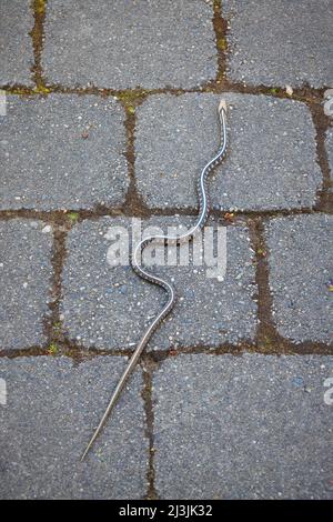 Red-spotted Garter Snake (Thamnophis sirtalis concinnus Stock Photo - Alamy