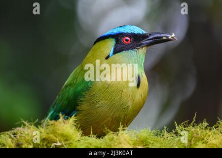 Andean Motmot (Momotus aequatorialis Stock Photo - Alamy