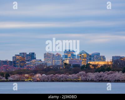 Beautiful sunset skyline of downtown with cherry blossom at Washington ...