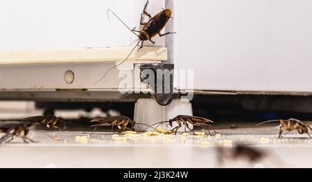 cockroach infestation inside a kitchen, dirt attracting insects indoors ...