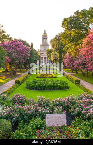 Baylor University historic quadrangle, with blossoming trees and ...