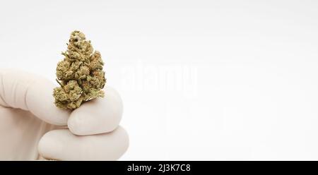 Marijuana cogollo in hands of professional with gloves in laboratory ...