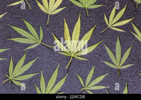 Harvested turned over Cannabis sativa - Marijuana leaves on wet black ...