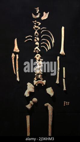 Prehistoric human skeleton that was discovered by the Indonesia's ...