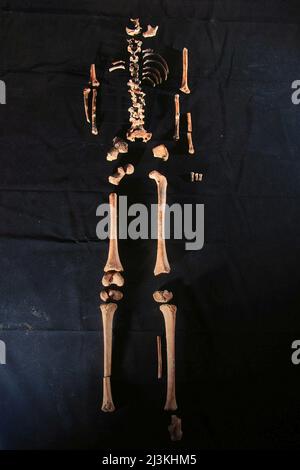 Prehistoric human skeleton that was discovered by the Indonesia's ...