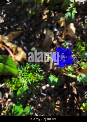 Desert bluebell Phacelia campanularia flower 6648 Stock Photo - Alamy