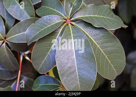Octopus tree leaf (Heptapleurum actinophyllum) isolated on white ...