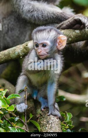 Full-body portrait of a baby monkey sitting on a green fence, eating ...