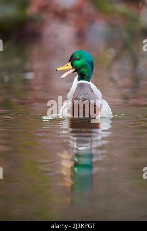 Rear view of a male mallard duck swimming on a lake Stock Photo - Alamy