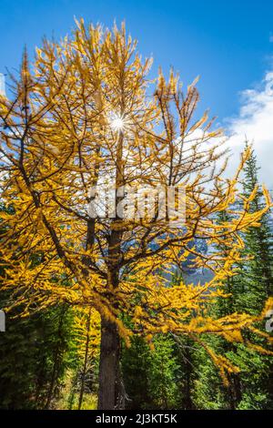 Golden larch trees along Eiffel Lake trail in Banff National Park ...
