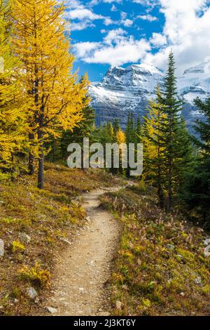 Golden larch trees along Eiffel Lake trail in Banff National Park ...