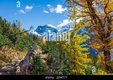 Golden larch trees along Eiffel Lake trail in Banff National Park ...