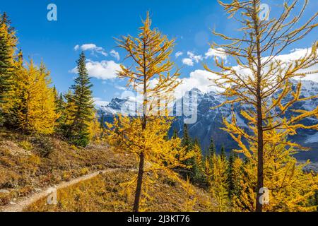 Golden larch trees along Eiffel Lake trail in Banff National Park ...